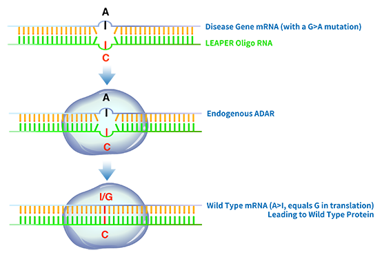 基因编辑-博雅辑因